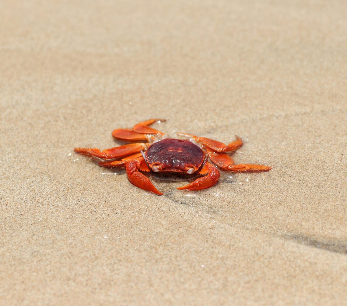 10 Red Sand Beaches in the World: A Complete Guide