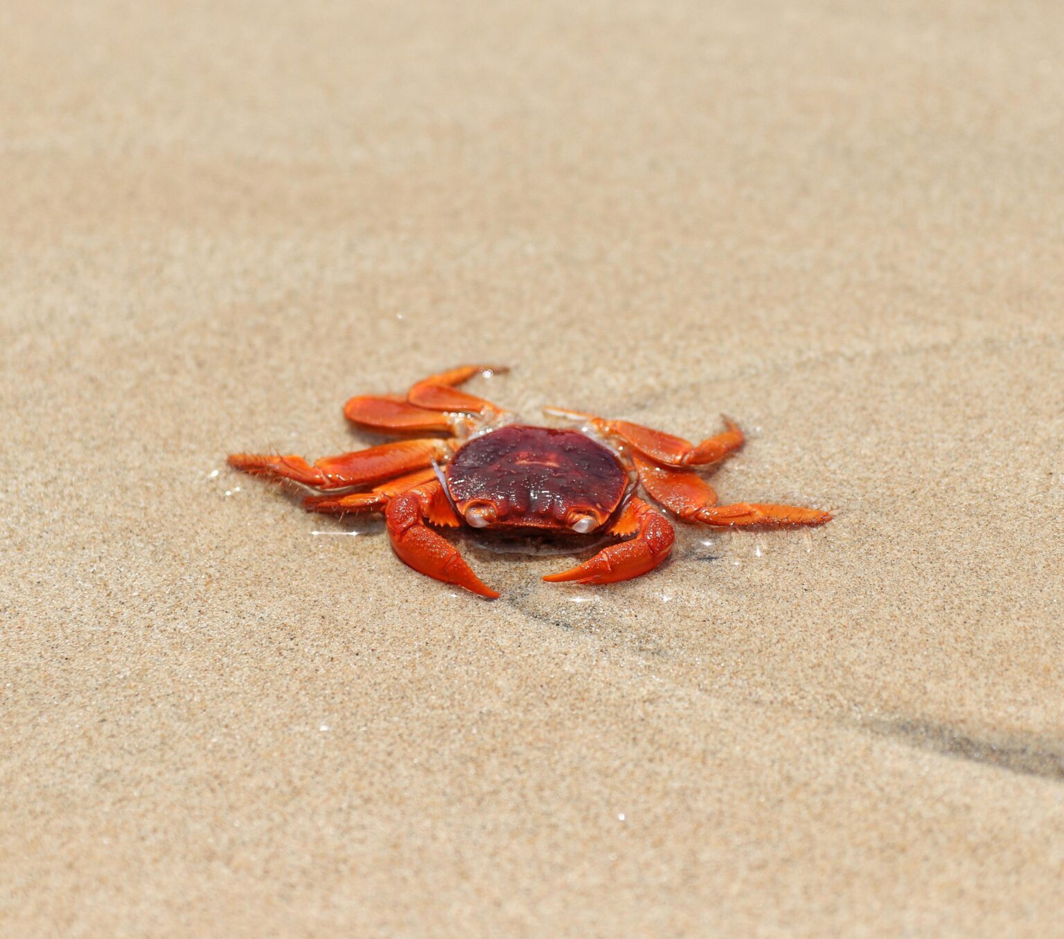 10 Red Sand Beaches in the World: A Complete Guide