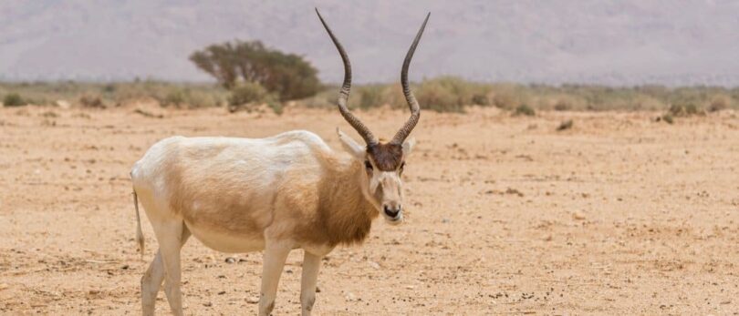 7 Most Endangered Species Unique to the Sahara Desert